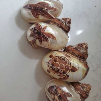 Dove Shells Dotted Tiny Shells 3/8 1/2 Inch 1/4 Cup - Etsy