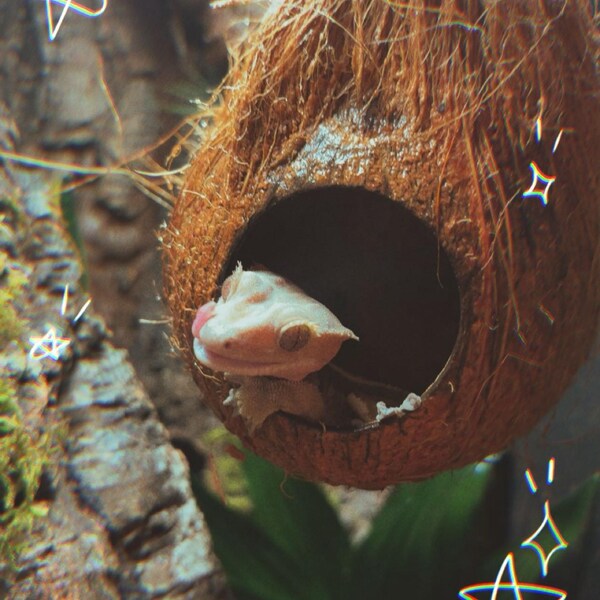 Coconut Hide -comes in 2 Sizes (great for Crested Geckos, Leopard ...