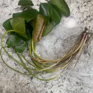 Large 6 Hydrocotyle Vulgaris Money Plant Copper Coin Plant Lucky Plant ...