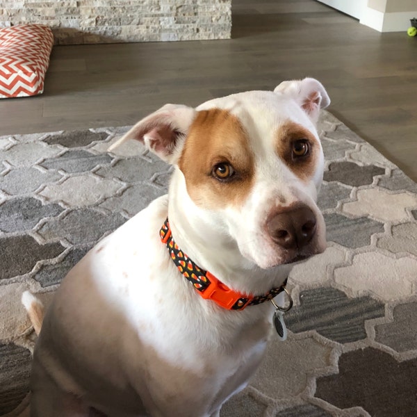 Candy Corn Collar, Halloween Dog Collar, Trick or Treat Collar, Fall ...
