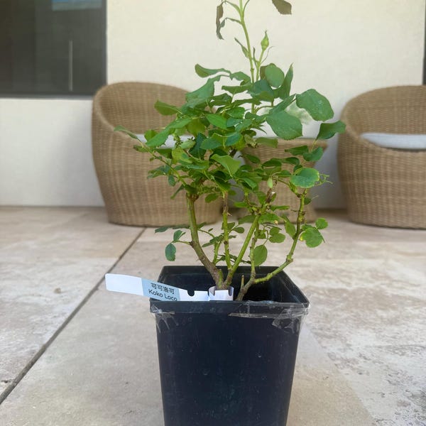 Rose M-perzik US Seller 佩尔朱克 1 Gallon - Etsy