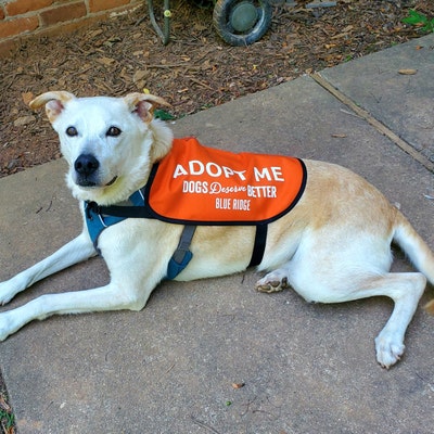 5-pack Adopt Me Dog Jackets Vests With GROUP NAME or WEBSITE - Etsy