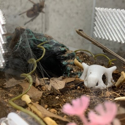 Jumping Spider or Tarantula Cubone Skull Decoration - Etsy