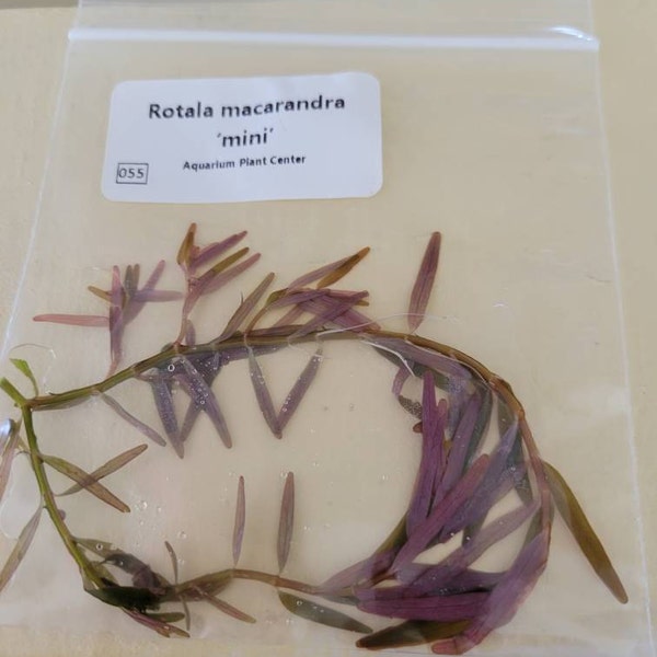 Rotala Macrandra Mini, Live Aquarium/aquatic/background Plant, Planted ...