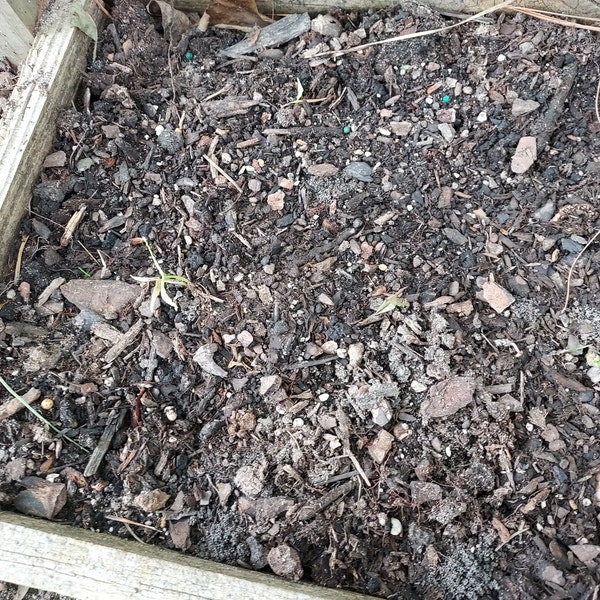 Purple Cascading Aubrieta Ground Cover Plant Seeds Rock Cress 2000 ...