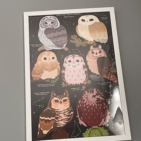 Owl of North America Art Print 11 X 17" / Owl Species Poster Taxonomy ...