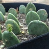 3 Small PADS! Spineless Thornless Edible Nopales Prickly Pear Cactus ...