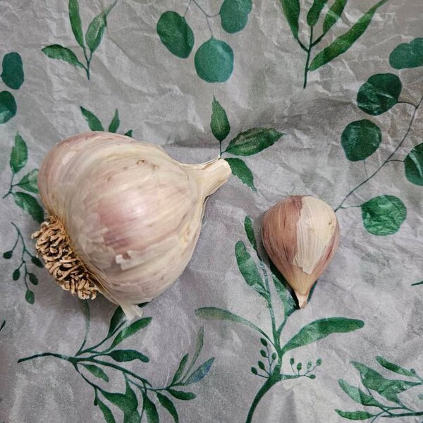 Iris Essence - Natural Perfume - Floral Oil - 5 Ml Roll on - Orris Root ...