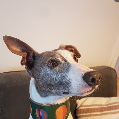 Inca Blue Dog Harness - Etsy