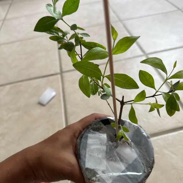 Common Milkweed Live Plant in Half Gal Pot Asclepias Calotropis ...