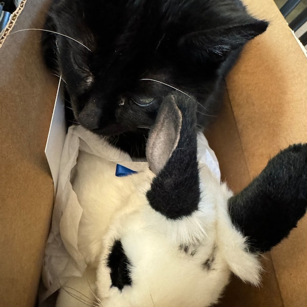 Super-soft, Realistic, Plush "cuddly" Valentino the Love Bunny Toy - Etsy