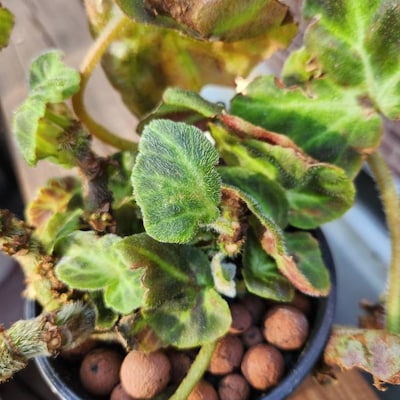 Rhizomatous Begonia 'caravan' - Etsy