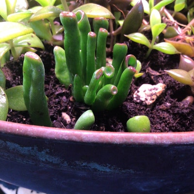 Crassula Ovata-gollum Jade Succulent, ogre Ears, shrek Plant, Ets ...
