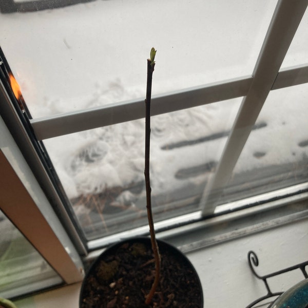 5 Verdone Strawberry Fig Stem Cuttings Green Outside Red Inside SC ...