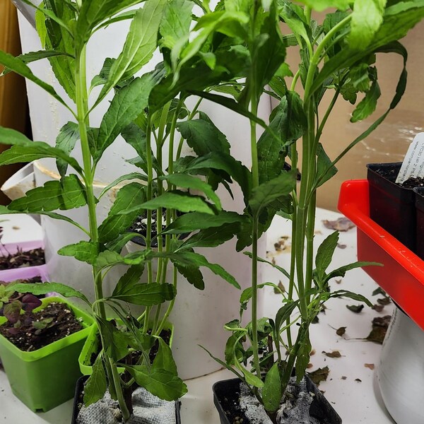 Pitiona, Oaxaca Lemon Verbena, Juanilama, Lippia Alba, 1 Live Plant 2.5 ...