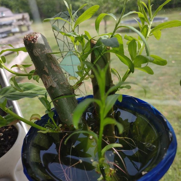 5 Corkscrew Willow Tree Starts: Fast Growing Shade & Windbreak - Etsy