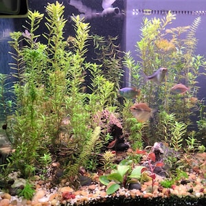 25 Stems Live Aquarium Plants Package 5 Different Species Nice - Etsy