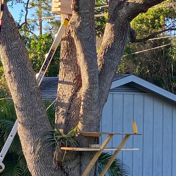 Large Squirrel House, Squirrel House, Cedar Squirrel House, Squirrel ...