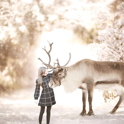 Reindeer in A Bokeh Winter Arch, Digital Background, Christmas Backdrop ...