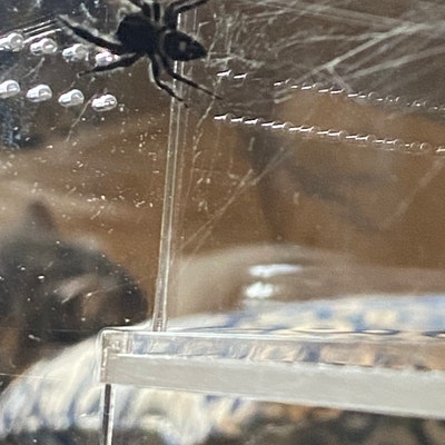 Spider Stuff Bioactive Enclosure Large 4x 4 X 8, Spider Enclosure ...