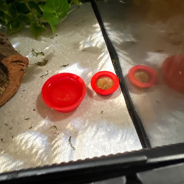 Gecko Food/water Cup: Holds .5oz - Etsy