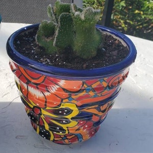 Tylecodon Paniculatus Bonsai Tree Cactus Plant Succulent-easy to Grow ...