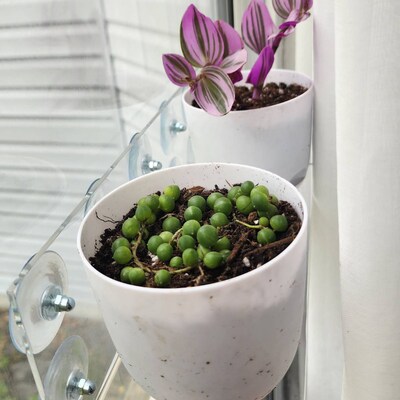 Suction Cup Window Planter 9x3x3 Large - Etsy