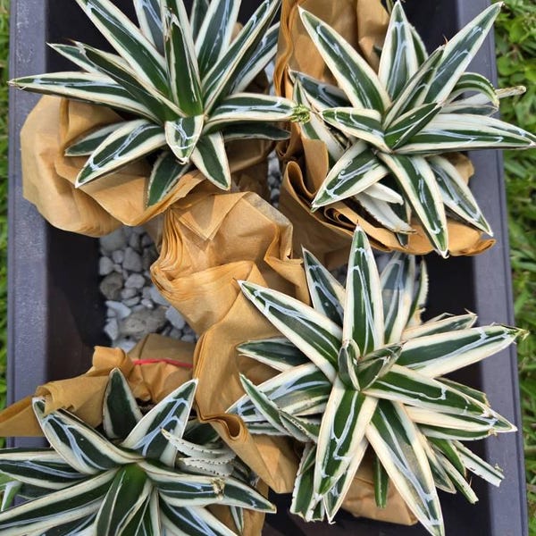 Cactus - Basketball Plant - Euphorbia Obesa in 6" Pot - Will Ship Bare ...