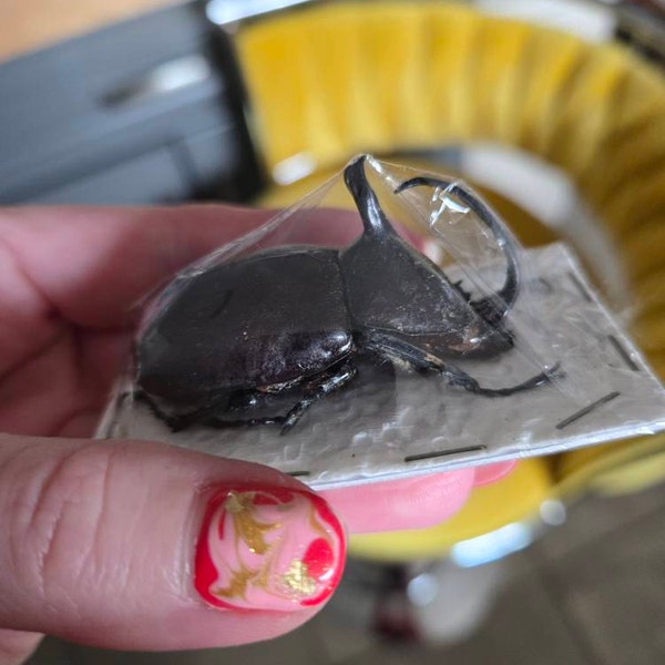 Giant Roly Poly Pill Bug, Sphaeropoeus Lugubris, Mounted in a Bell Jar ...