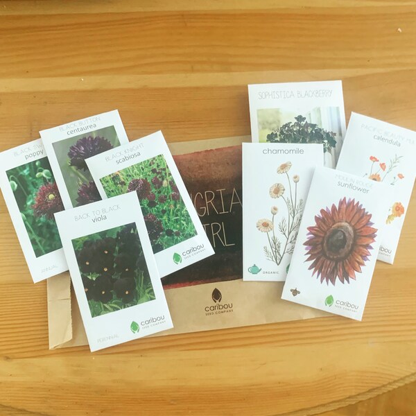 PERENNIAL Hollyhock CHATER'S Double Triumph Mix 20 Seeds Althea Rosea ...