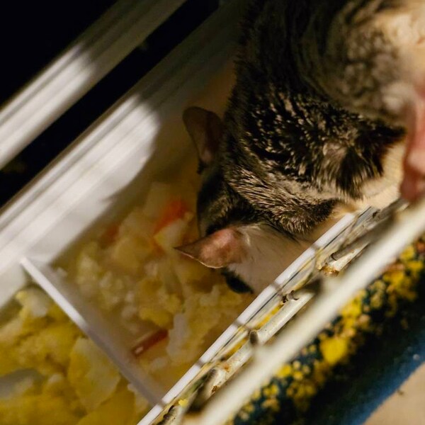 Wombaroo Sugar Glider Shake and Make Nectar 100g Bottle - Etsy