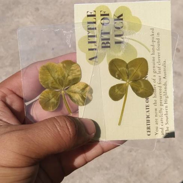 Genuine Five Leaf Clover | Shamrock 5 Leaf Clover | Wedding Favours ...