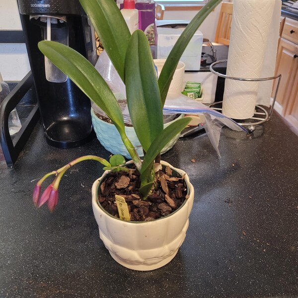 Very Rare Orchid Species Bulbophyllum Bulb Caudatum Rare Live Plant - Etsy