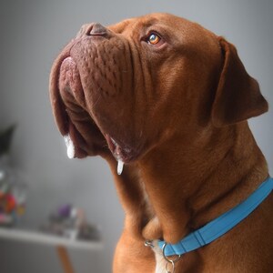 Flag of Sweden Pet Tag Swedish Flag ID Tags Custom Dog Cat | Etsy