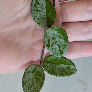 RARE Hoya Mathilde Silver Fresh Cutting Plant Houseplant - Etsy UK