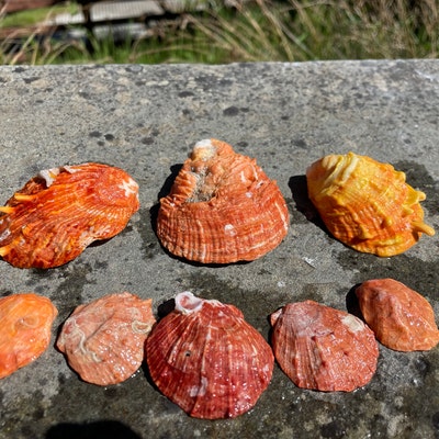 FLORIDA COMMON AUGER Cone Sea Shells 10-100pcs Wedding Craft Beach ...