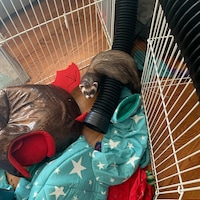 Wizard Ferretсhristmas for the Ferret Gift for Ferret Owner - Etsy Canada