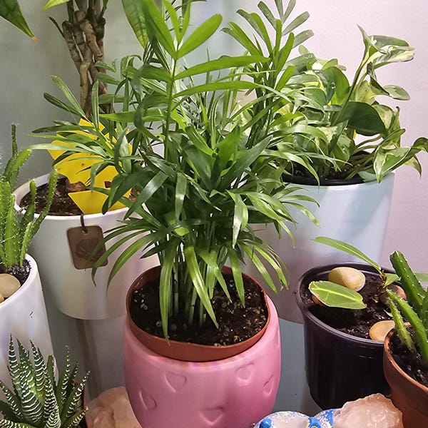 Calathea Burle Marx, Fishbone Prayer Plant, Unique and Easy to Care ...