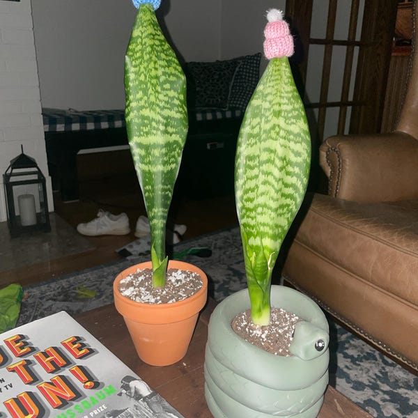 Snake Planter - Snake Plant Pot With Drainage - Cute Snake Planter ...