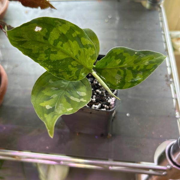 3” Aglaonema Tricolor Pictum Pot - Rare Plant - Camouflage Foliage ...