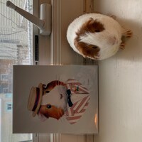 Lady Quail print 5x7 - Etsy 日本