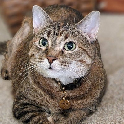 Cat Tag, Cat ID Tag, Small Pet Tag, Cat Name Tag, Microchipped Tag ...