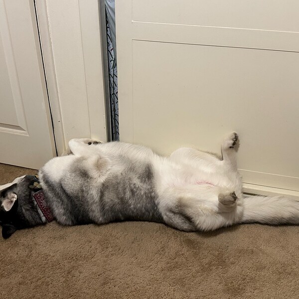 Itty Pittie, Mini Plush Pitbull, Mini Pitbull, Pitbull Doll, Mini Dog ...