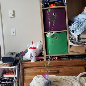 Large 7 Inch Florida Fossil Whelk Sea Shell All Natural | Etsy