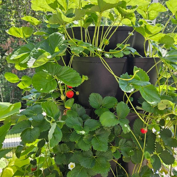 12-100 Evie-2 Everbearing Strawberry Plants-flavorful, High-yielding ...