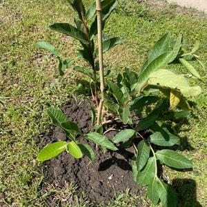 Fallglo Tangerine Grafted 3ft 4 Feet Tall No Shipping Ca - Etsy