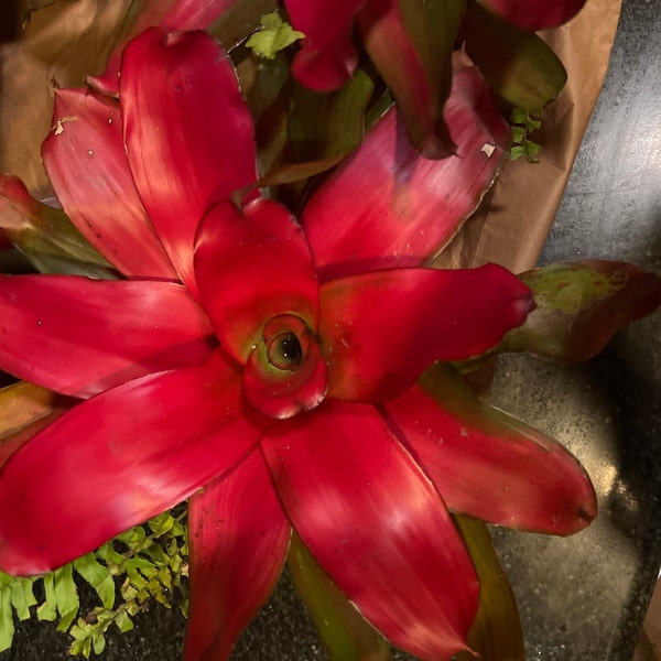 Neoregelia Magali - Etsy