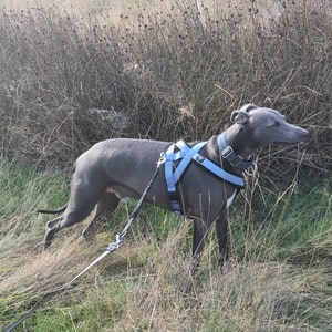 Grey Sighthound Printed Leggings Whippet Greyhound Lurcher - Etsy