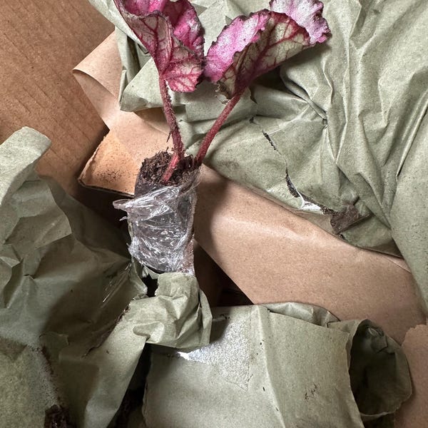 Philodendron El Choco Red Starter Plant (ALL STARTER PLANTS Require You ...