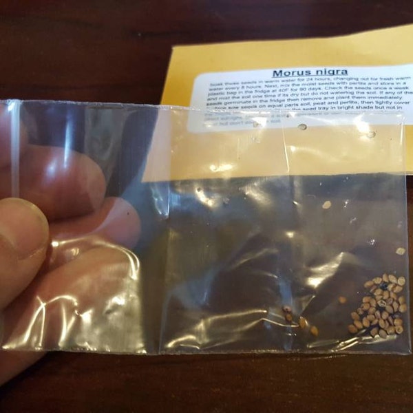 Morus Nigra | Black Mulberry | Toot Tree | 10_seeds - Etsy